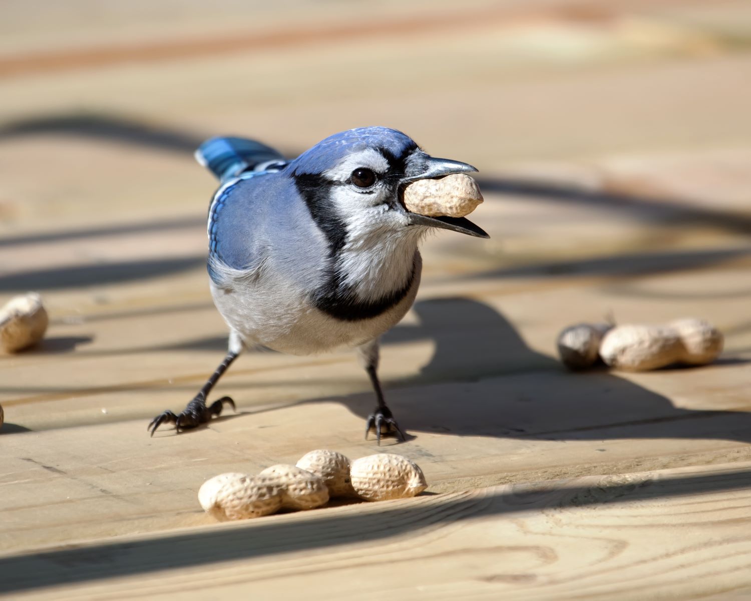 Attracting Backyard Birds | WI | Bloom! Landscaping